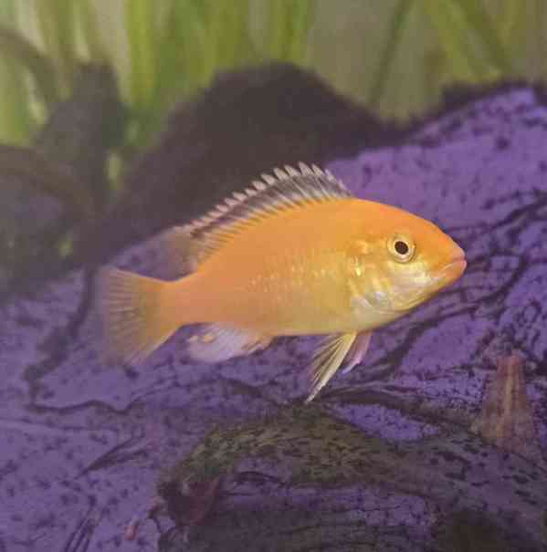 Akvarijní rybičky sladkovodní - Hyperinzerce.cz