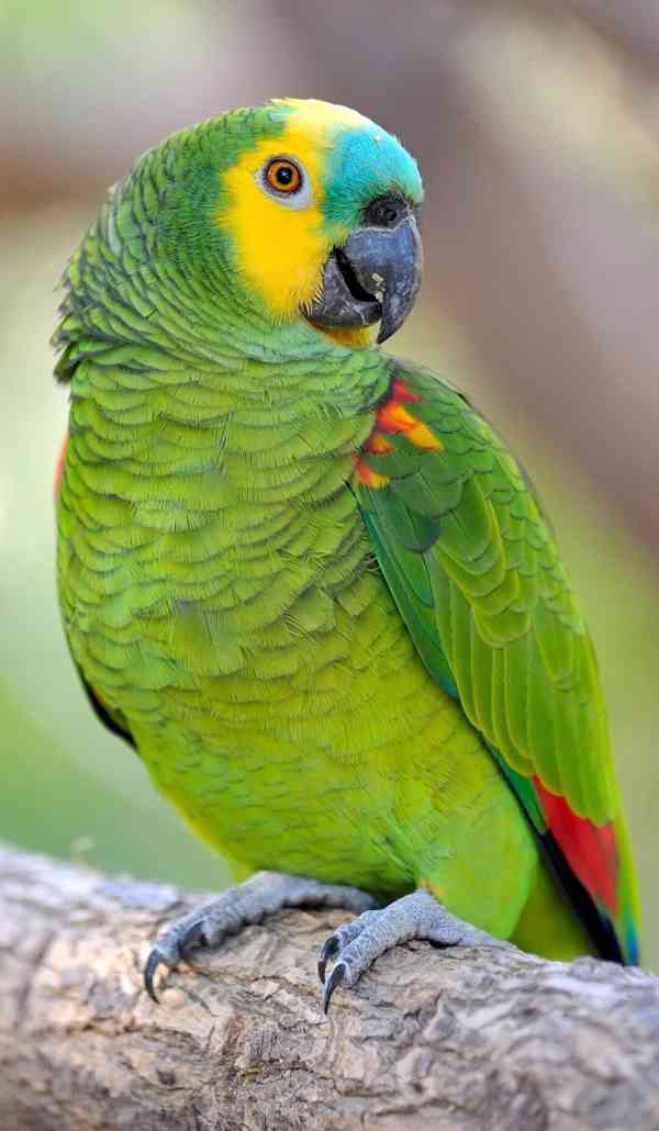 Papoušek Amazonka Blue Fronted připraven k prodeji - bazar ...