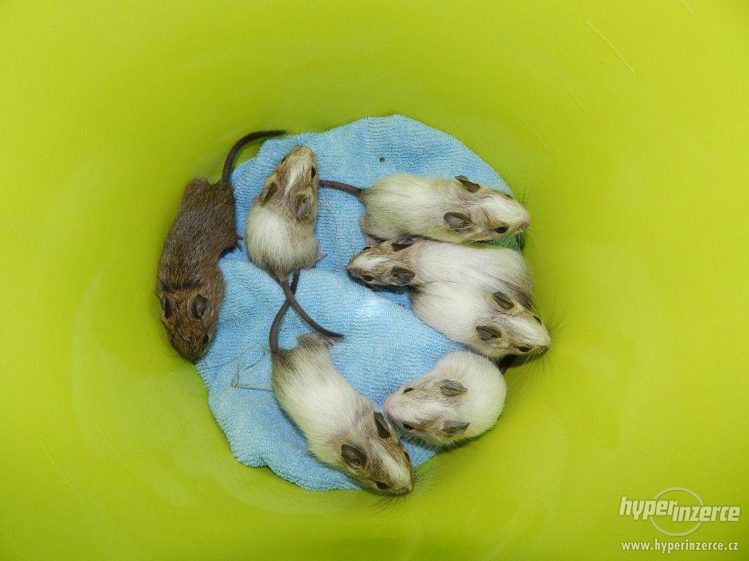 Osmák degu - agouti/white - výpis předků - bazar - Hyperinzerce.cz