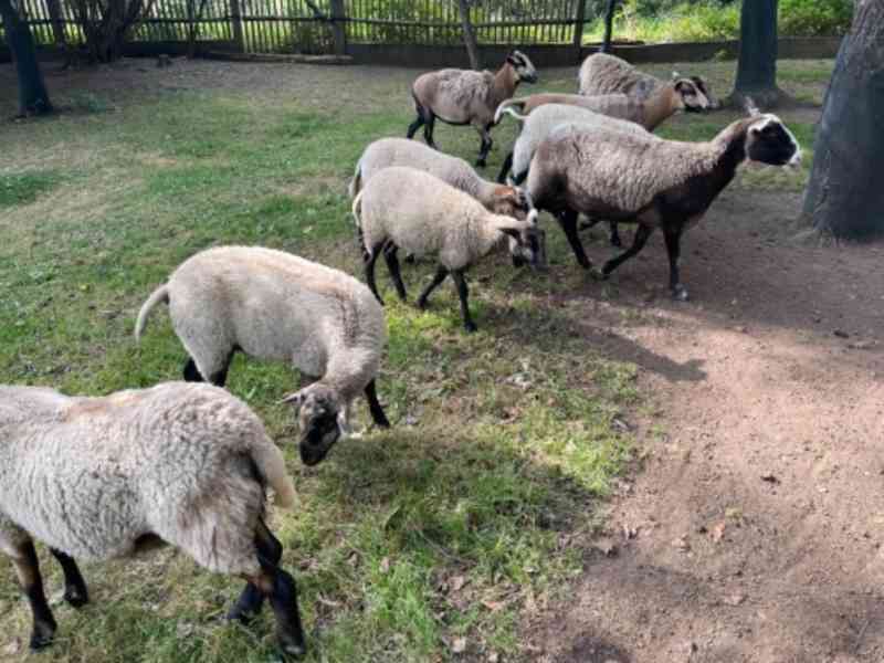 Jehně - ovce kamerunská - bazar - Hyperinzerce.cz