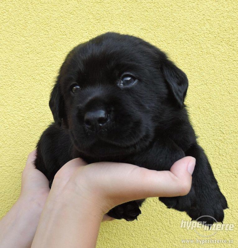 Černý pejsek labradora s PP - bazar - Hyperinzerce.cz