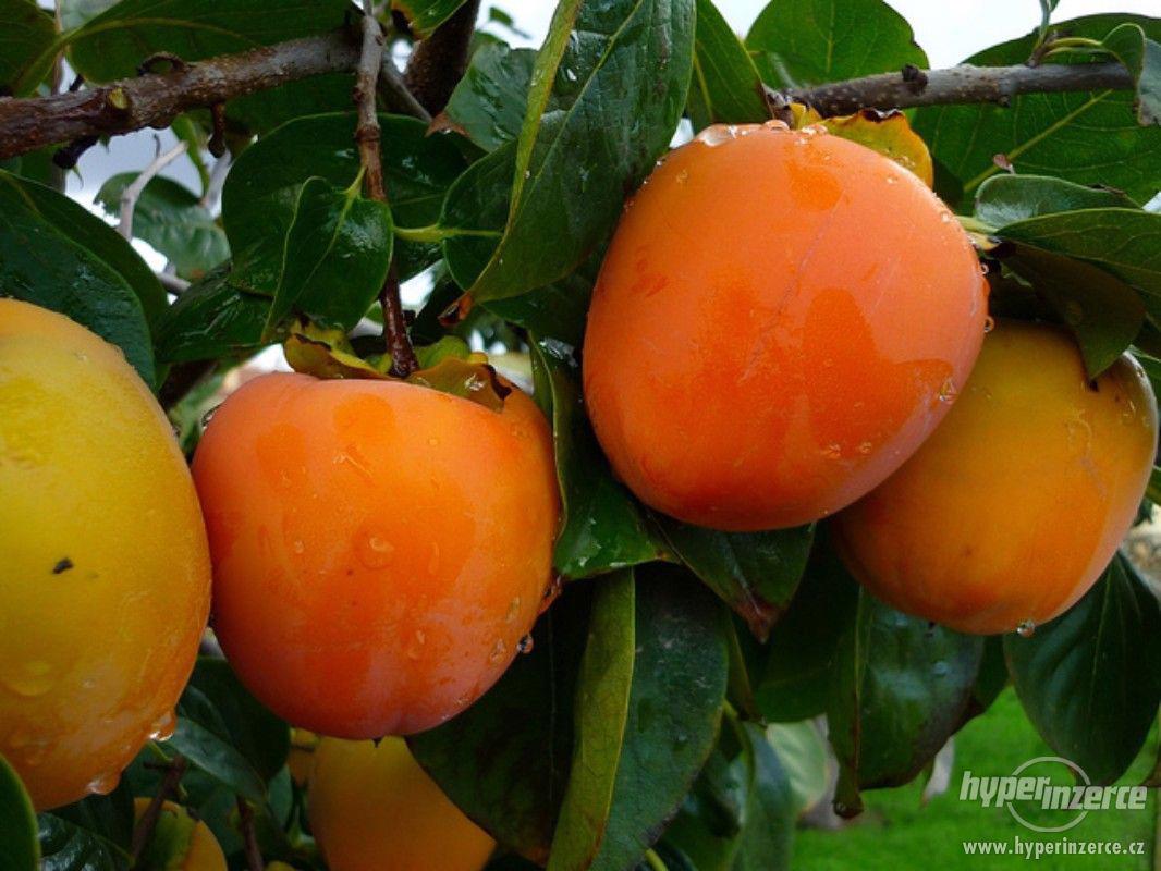 Tomel Japonský (Diospyros kaki) - semena 10 ks - bazar - Hyperinzerce.cz