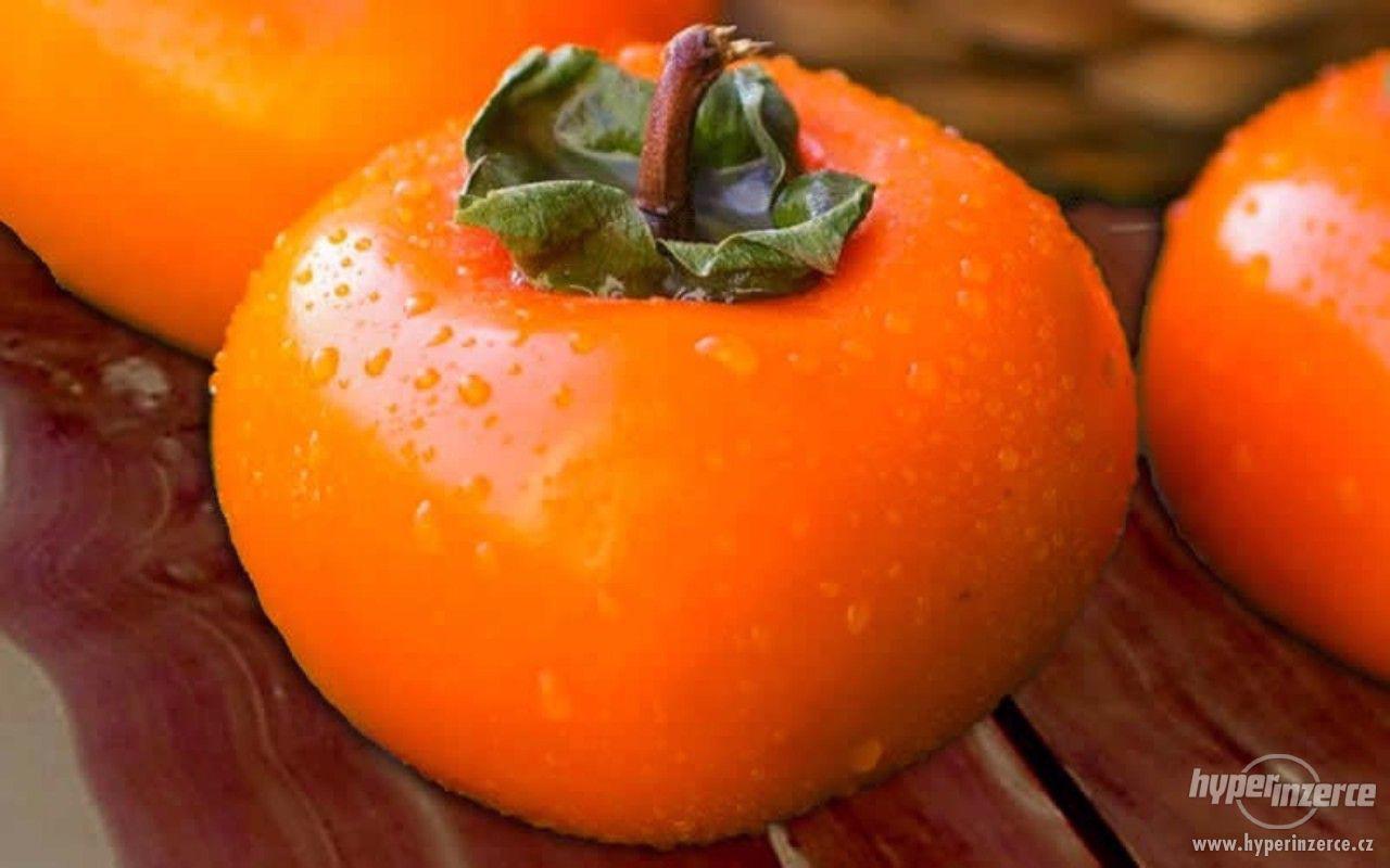 Tomel Japonský (Diospyros kaki) - semena 10 ks - bazar - Hyperinzerce.cz