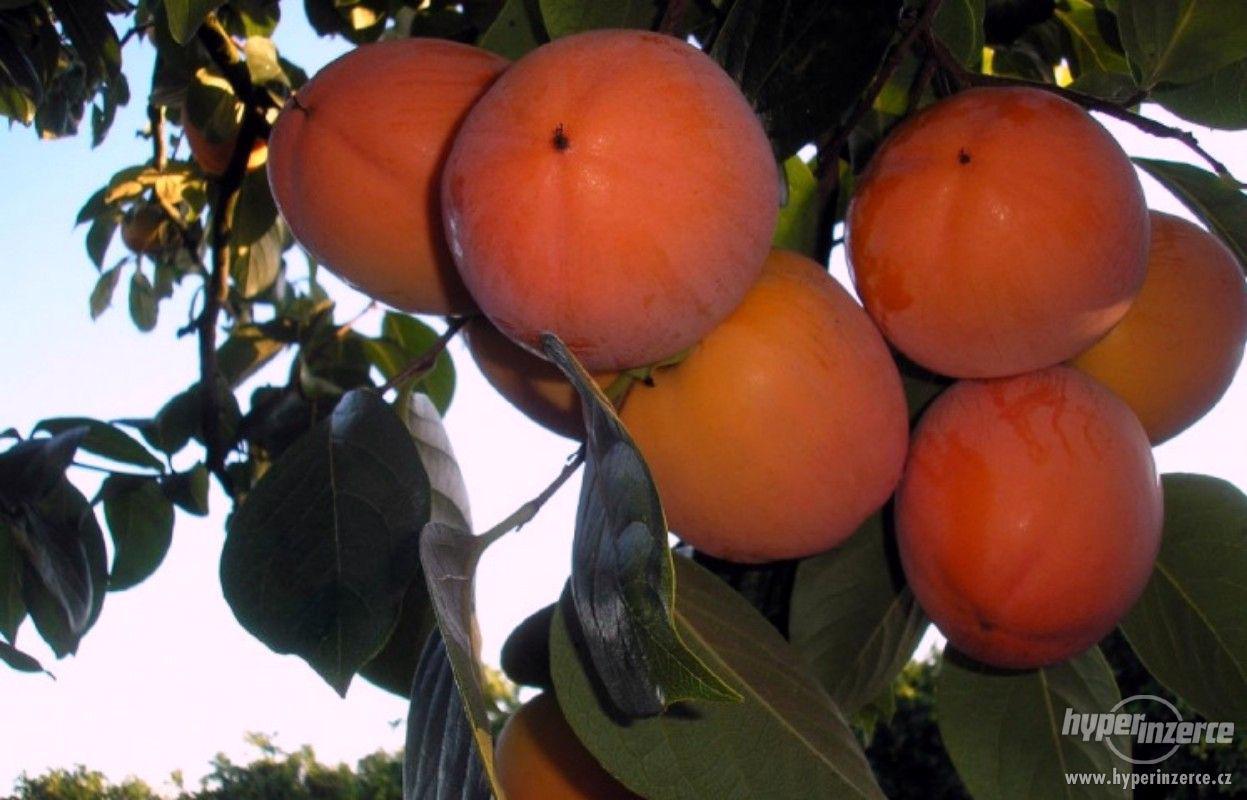 Tomel Japonský (Diospyros kaki) - semena 10 ks - bazar - Hyperinzerce.cz
