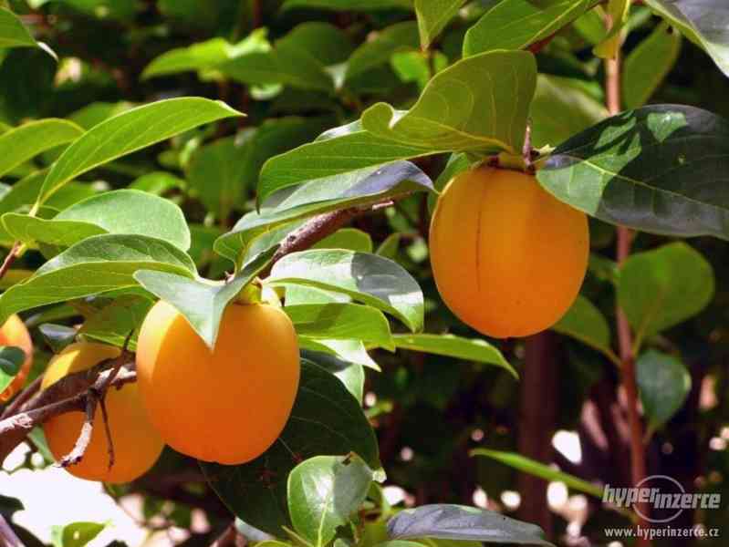 Tomel Japonský (Diospyros kaki) - semena 10 ks - bazar - Hyperinzerce.cz