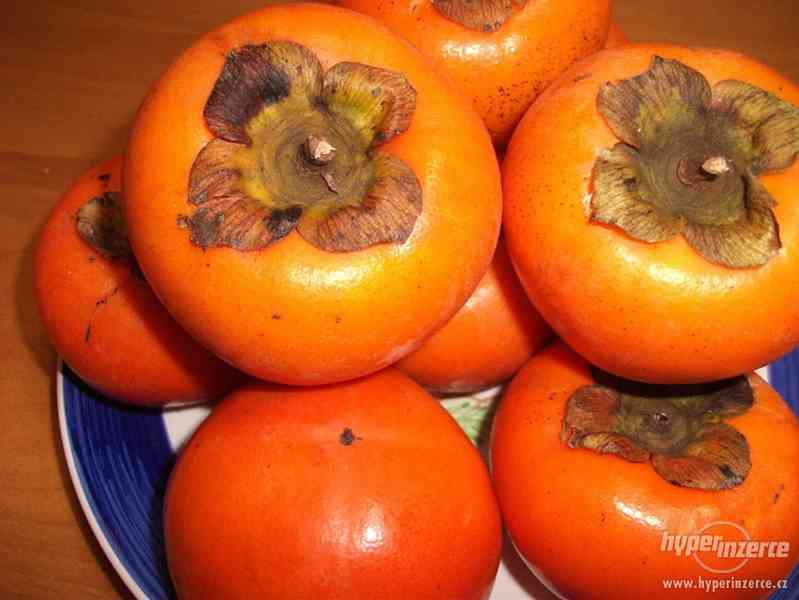 Tomel Japonský (Diospyros kaki) - semena 10 ks - bazar - Hyperinzerce.cz