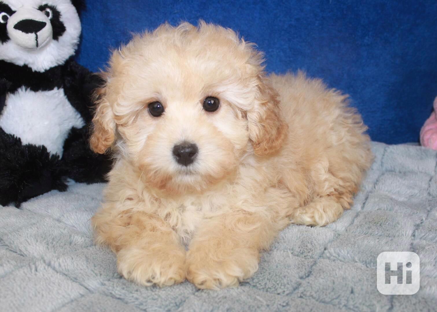 Toy pudl štěňata - bazar - Hyperinzerce.cz