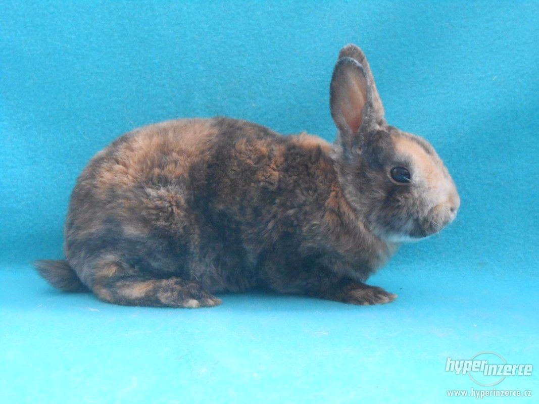 Zakrslí Rex králíčci - samička - bazar - Hyperinzerce.cz