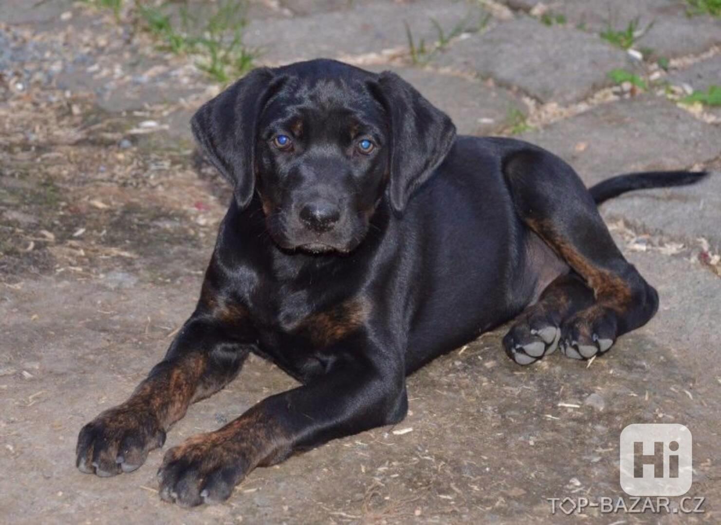 Catahoula - Louisiansky Leopardi Pes - bazar - Hyperinzerce.cz