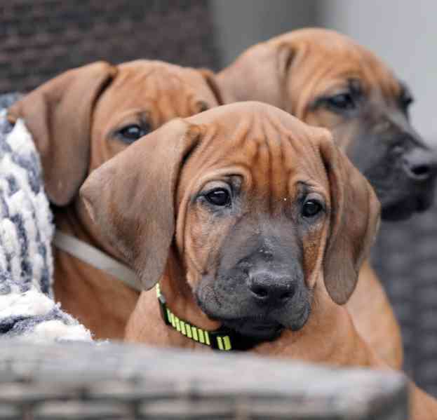 Rhodéský ridgeback - 2-měsíční štěňátka s PP - bazar - Hyperinzerce.cz