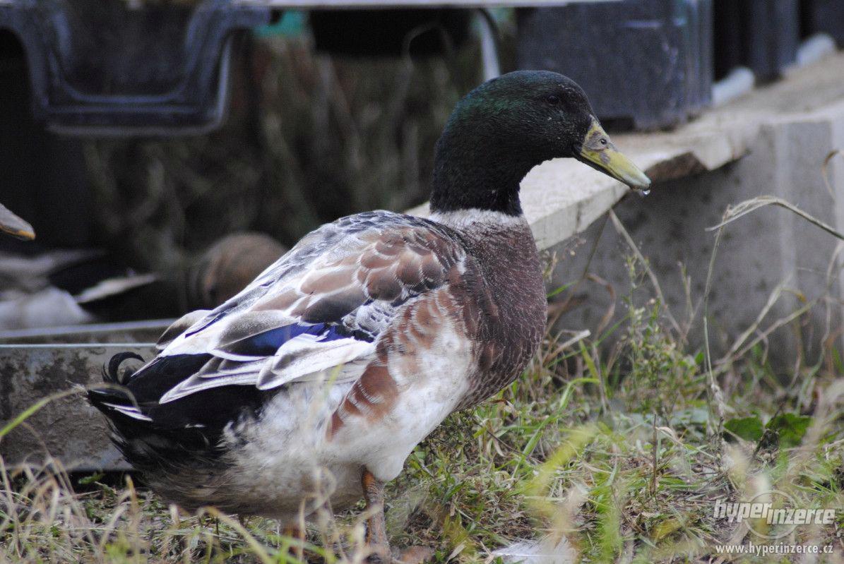 Kachna ruánská, saská a čárkovaná - bazar - Hyperinzerce.cz