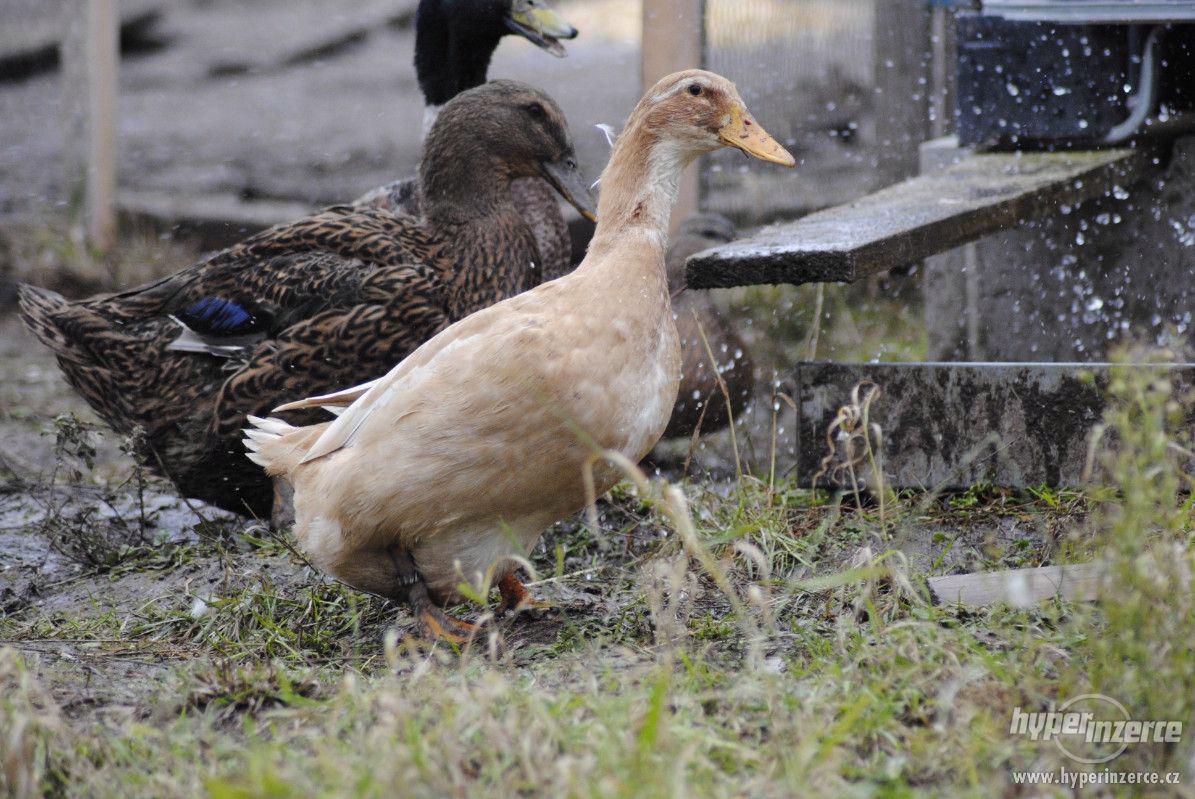 Kachna ruánská, saská a čárkovaná - bazar - Hyperinzerce.cz