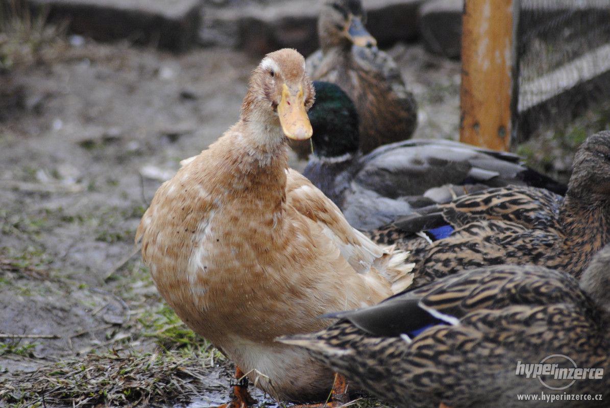 Kachna ruánská, saská a čárkovaná - bazar - Hyperinzerce.cz