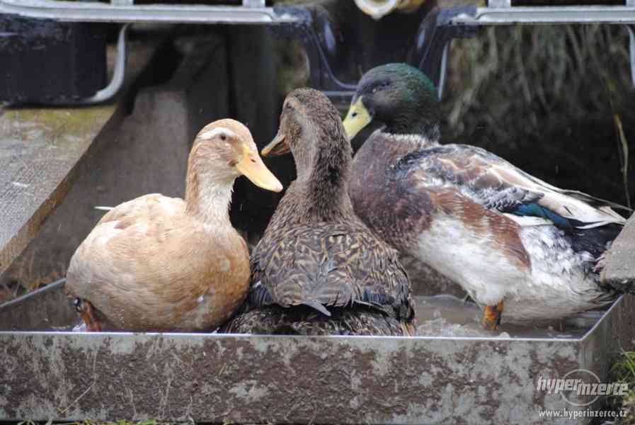 Kačer ruánský a kachna ruánská - bazar - Hyperinzerce.cz