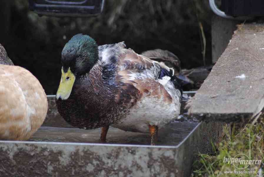 Kachna ruánská, saská a čárkovaná - bazar - Hyperinzerce.cz