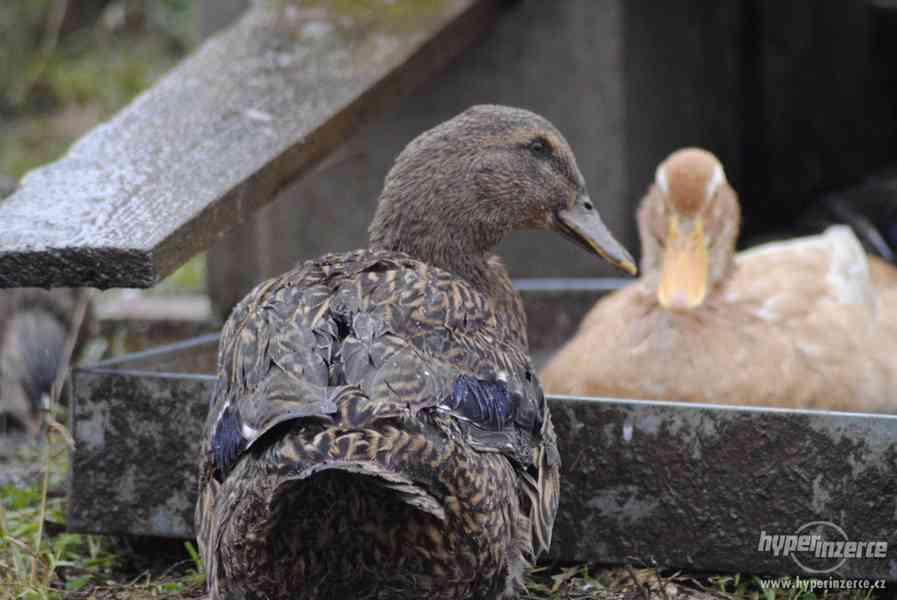 Kachna ruánská, saská a čárkovaná - bazar - Hyperinzerce.cz