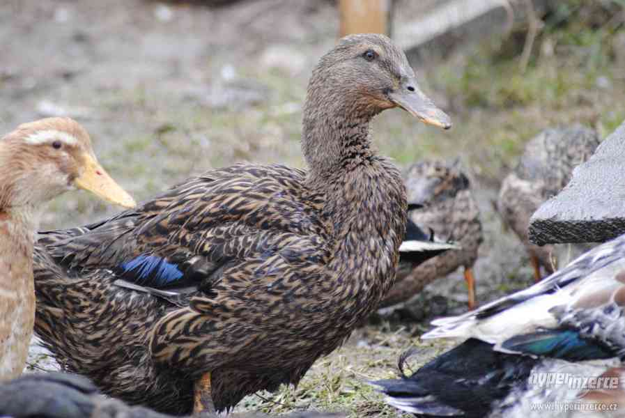 Kachna ruánská, saská a čárkovaná - bazar - Hyperinzerce.cz