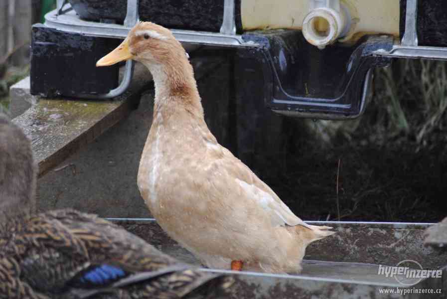 Kachna ruánská, saská a čárkovaná - bazar - Hyperinzerce.cz