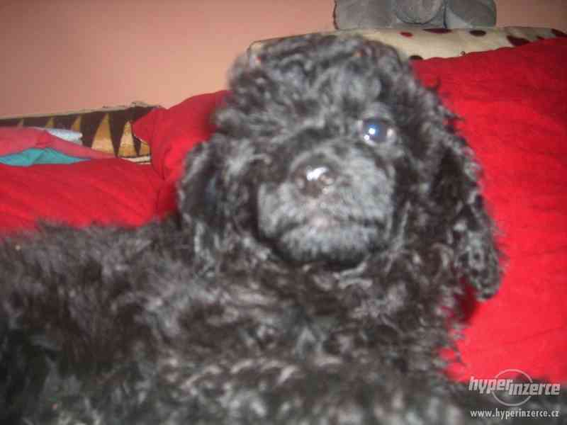 Trpasličí pudlík - bazar - Hyperinzerce.cz