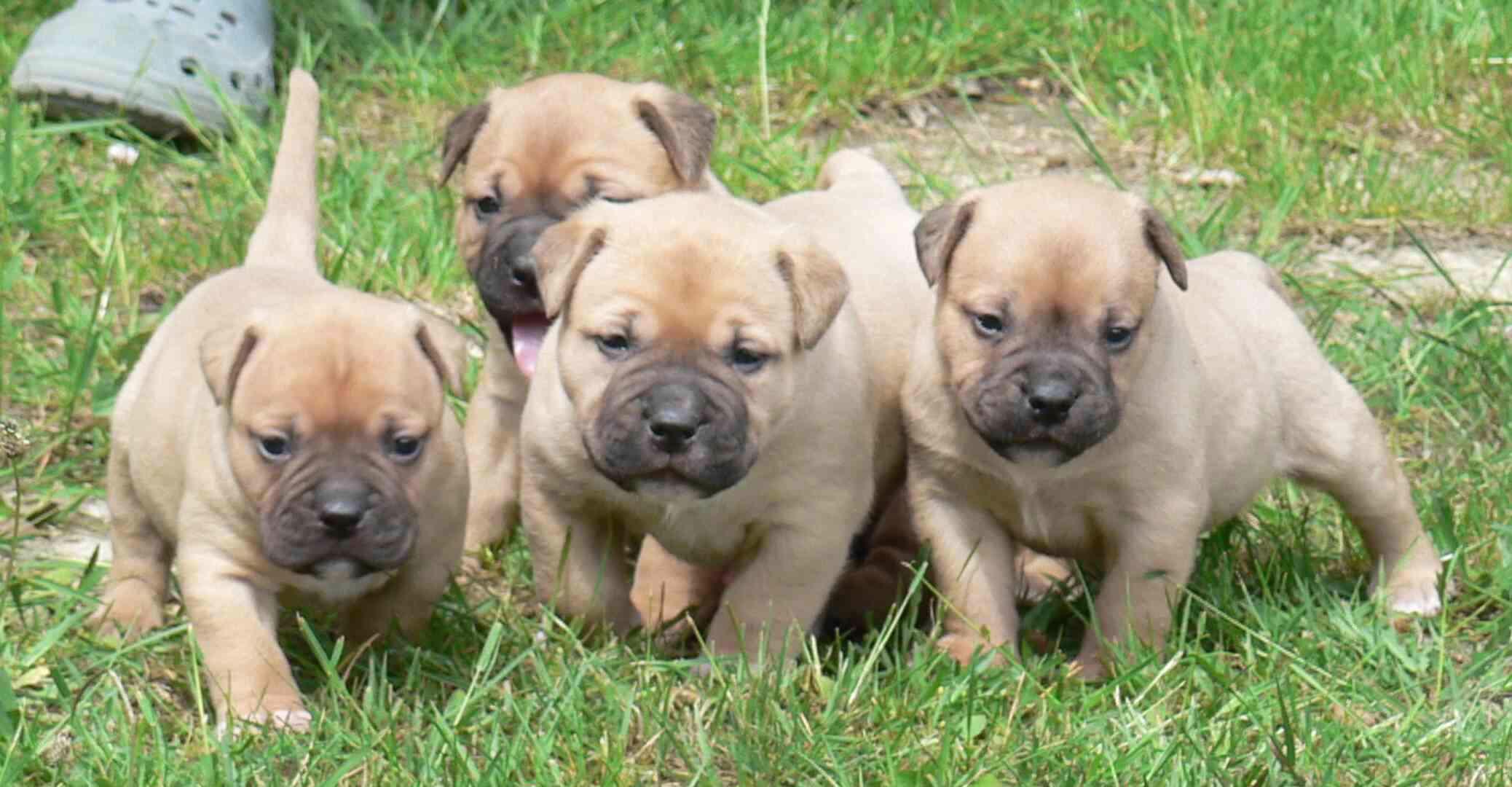 Štěňátka vzácné rasy Arkansas Giant Bulldog s PP! - bazar - Hyperinzerce.cz