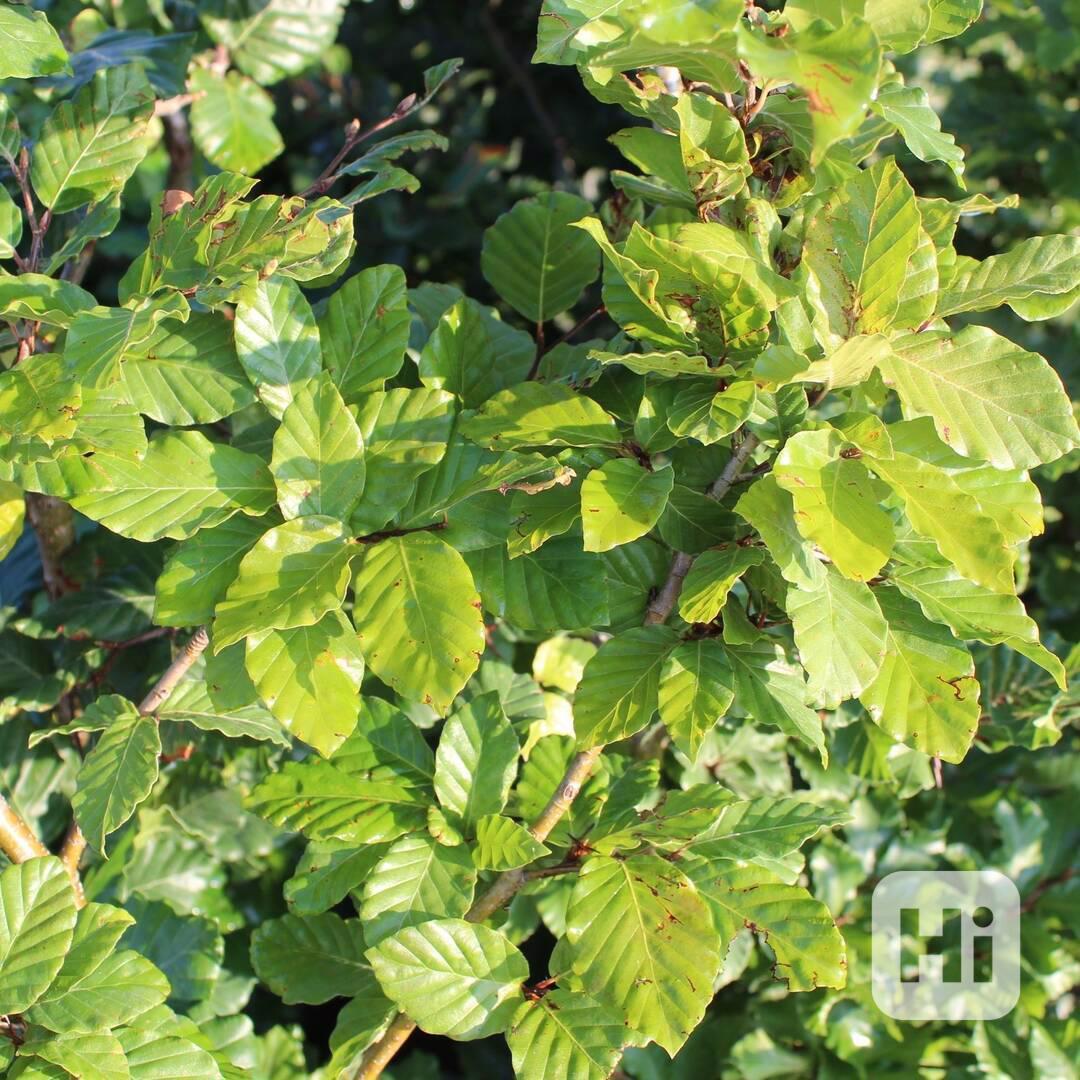 Buk lesní - sazenice - bazar - Hyperinzerce.cz