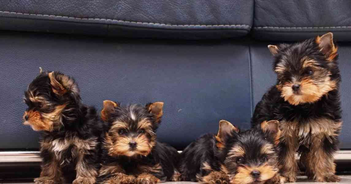Yorkshire Terrier Mini ženský pes - bazar - Hyperinzerce.cz