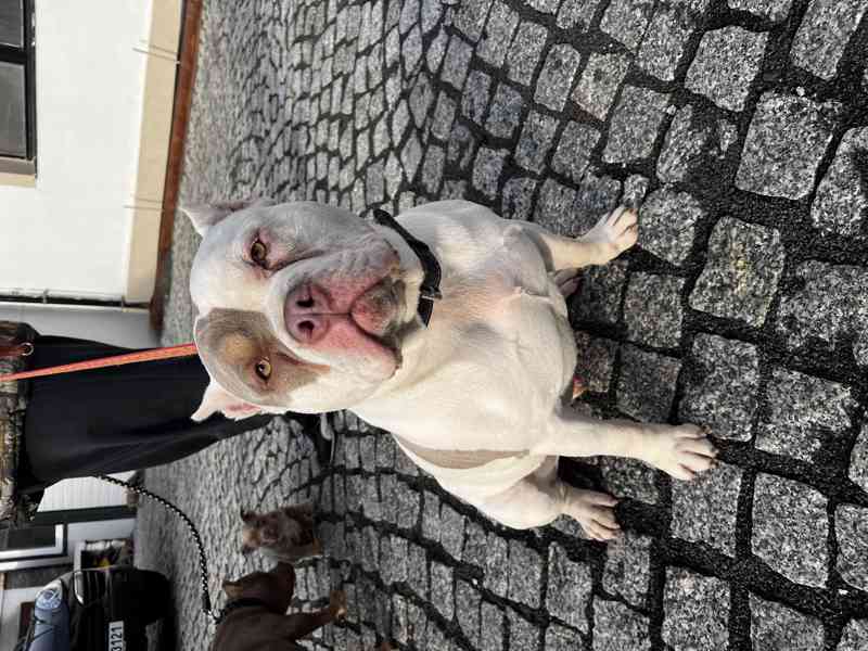 Krytí American Bully s PP ABKC standart - bazar - Hyperinzerce.cz