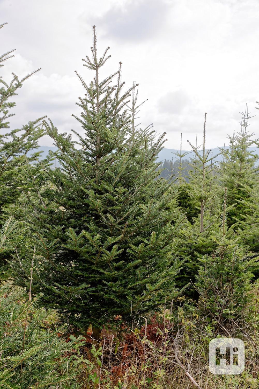Okrasný klest/Chvojí z Volarské plantáže - bazar - Hyperinzerce.cz