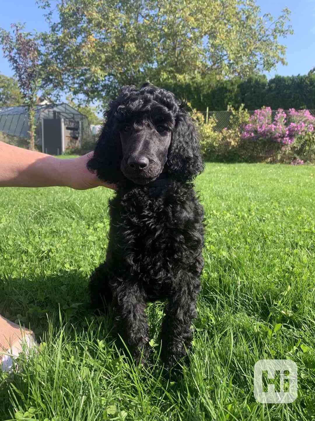 Pudl Královský s PP - bazar - Hyperinzerce.cz