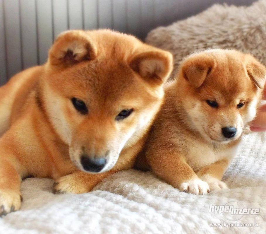 Shiba-Inu štěňata na prodej - bazar - Hyperinzerce.cz