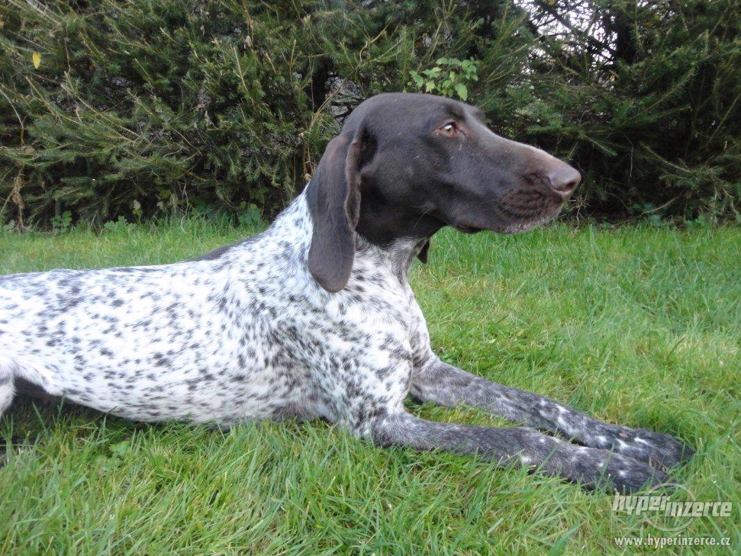 Německý krátkosrstý ohař - bazar - Hyperinzerce.cz
