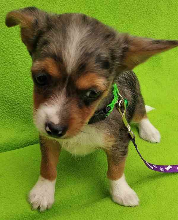 psi mix jorka fenky - bazar - Hyperinzerce.cz