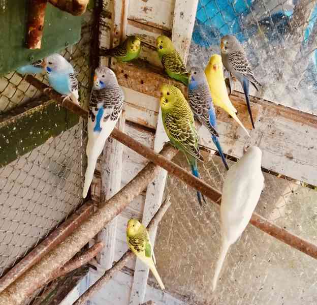 Andulka vlnkovaná - bazar - Hyperinzerce.cz