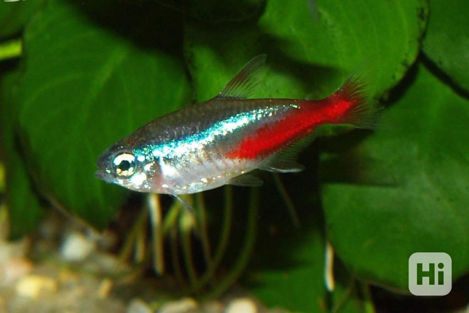 Neonka obecná-Paracheirodon innesi - bazar - Hyperinzerce.cz