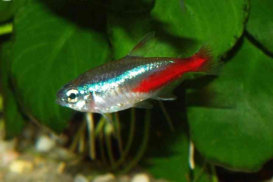 Neonka modrá, Neonka červená - bazar - Hyperinzerce.cz