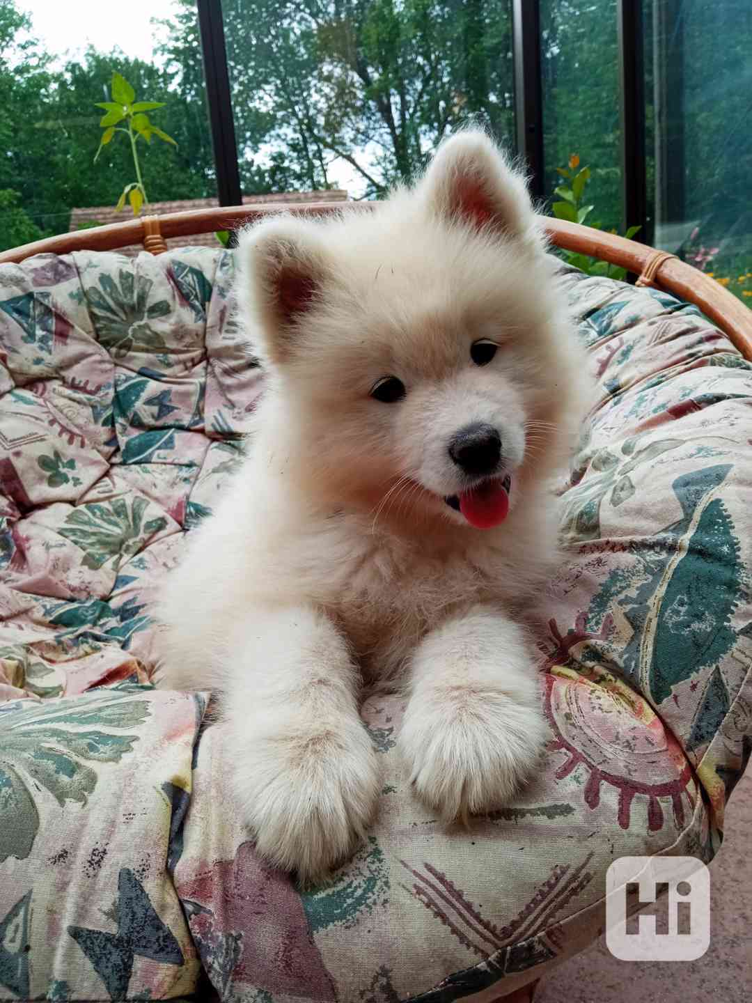 Samojed štěně prodej - bazar - Hyperinzerce.cz