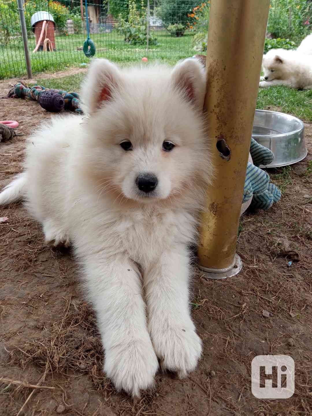 Samojed štěně prodej - bazar - Hyperinzerce.cz