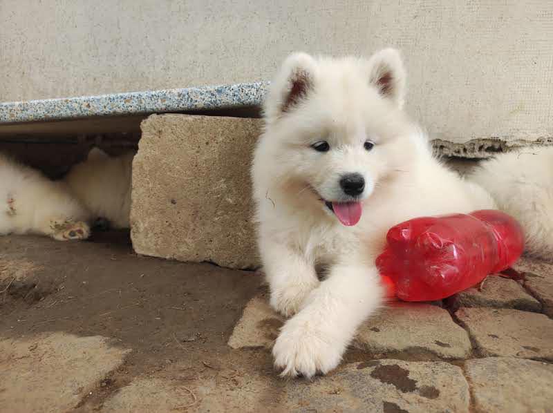 Samojed štěně prodej - bazar - Hyperinzerce.cz