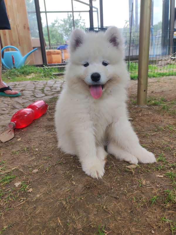 Samojed štěně prodej - bazar - Hyperinzerce.cz