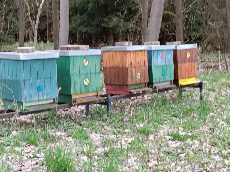 Prodám včelstva i s úly - bazar - Hyperinzerce.cz