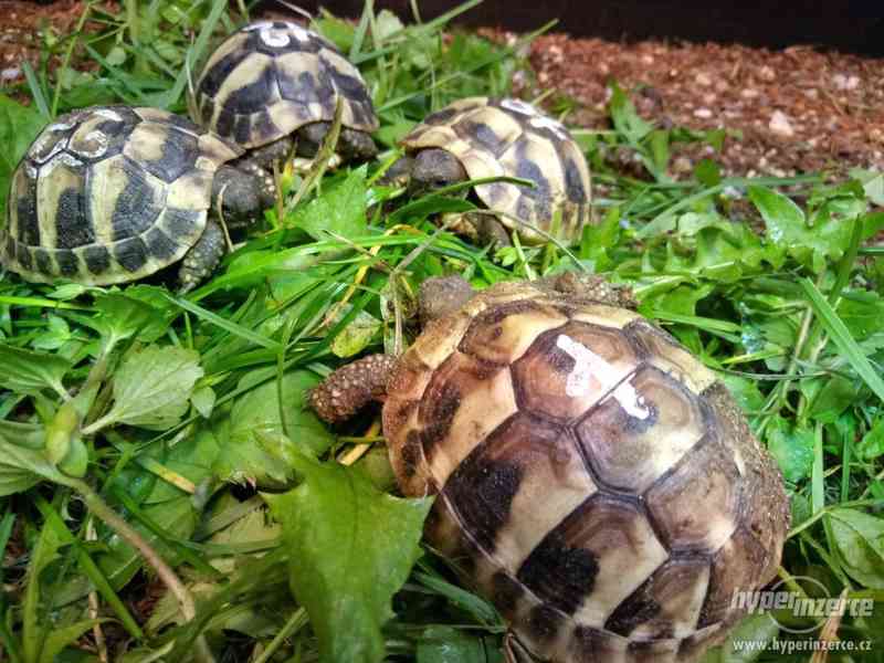 želva stepní - bazar - Hyperinzerce.cz