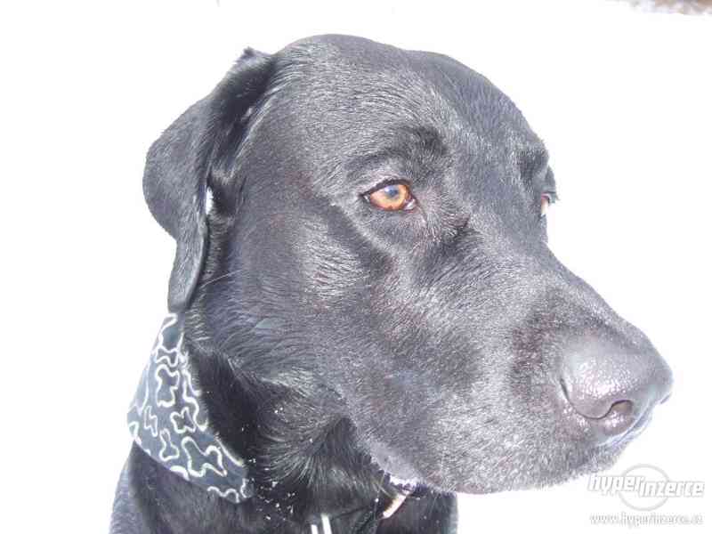 Černý labrador ke krytí - bazar - Hyperinzerce.cz