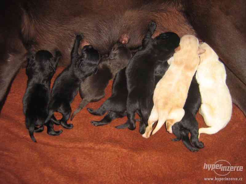 Černý labrador ke krytí - bazar - Hyperinzerce.cz