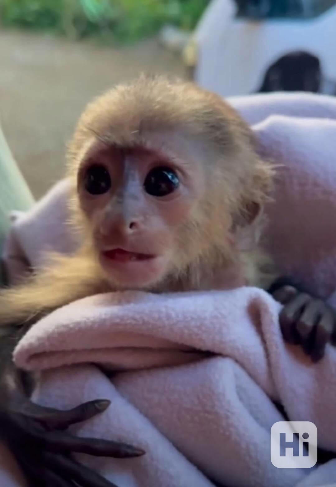 opice - bazar - Hyperinzerce.cz