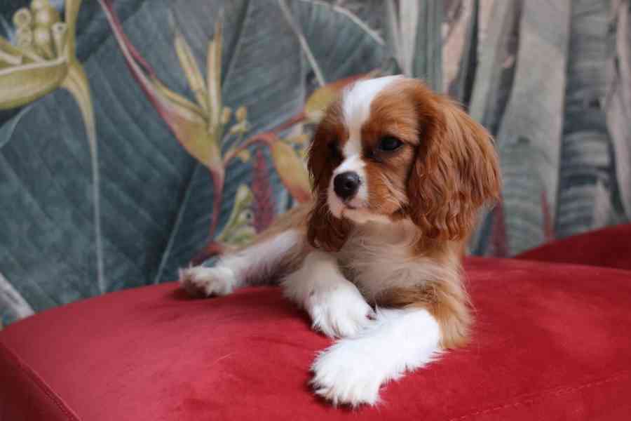 Kavalír King Charles španěl štěňata - bazar - Hyperinzerce.cz