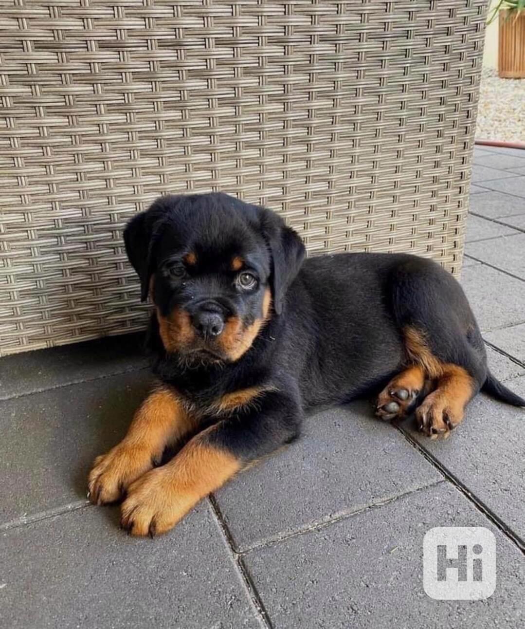 rotvajler - bazar - Hyperinzerce.cz