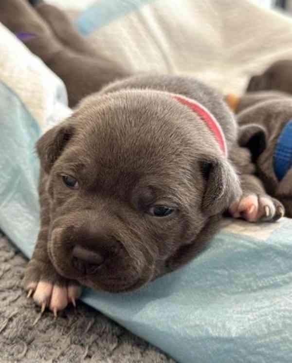 VÍCE ŠAMPIONŮ PHARAON BLUE STAFF ŠTĚŇATA - bazar - Hyperinzerce.cz