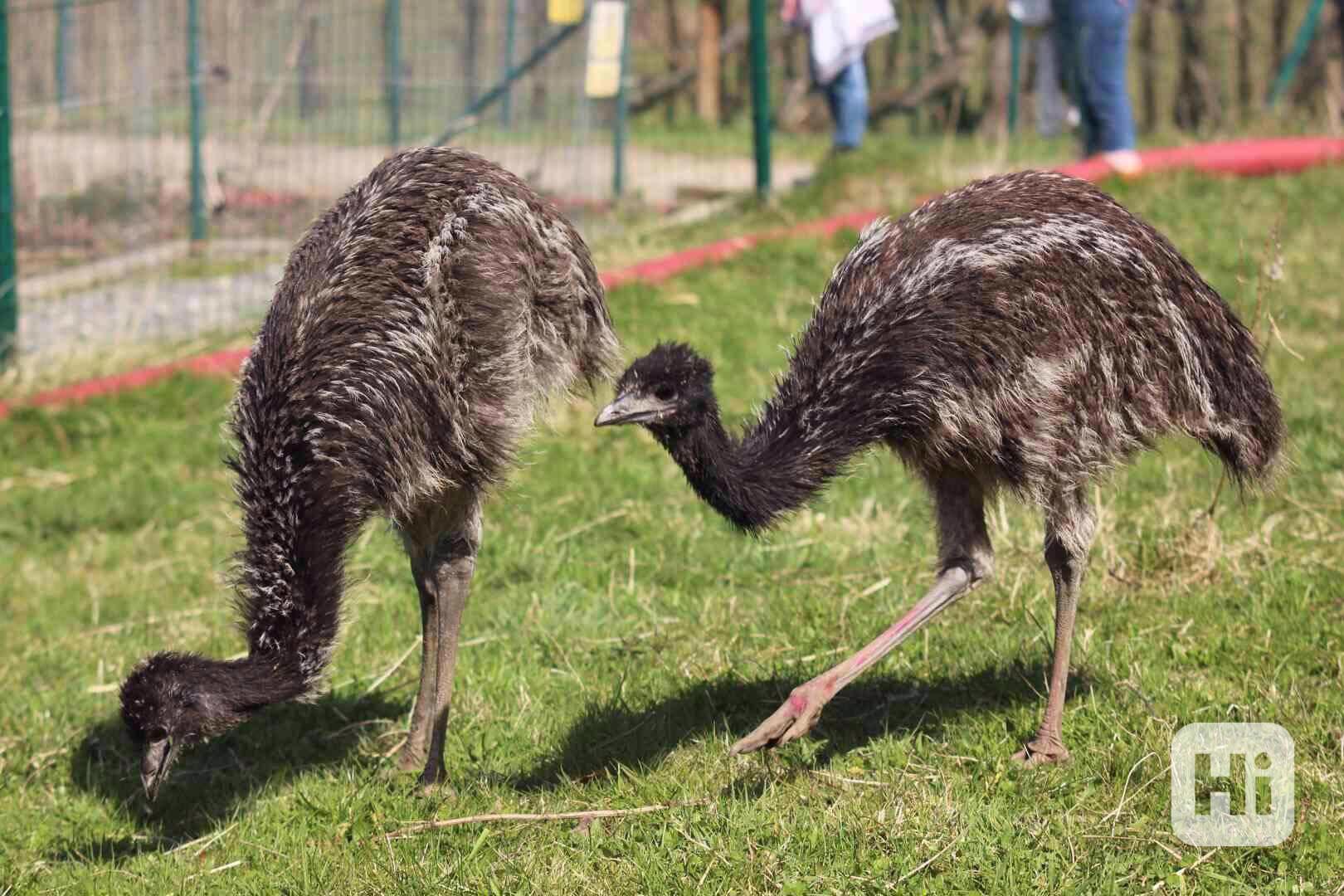 Emu hnědý - samec - bazar - Hyperinzerce.cz