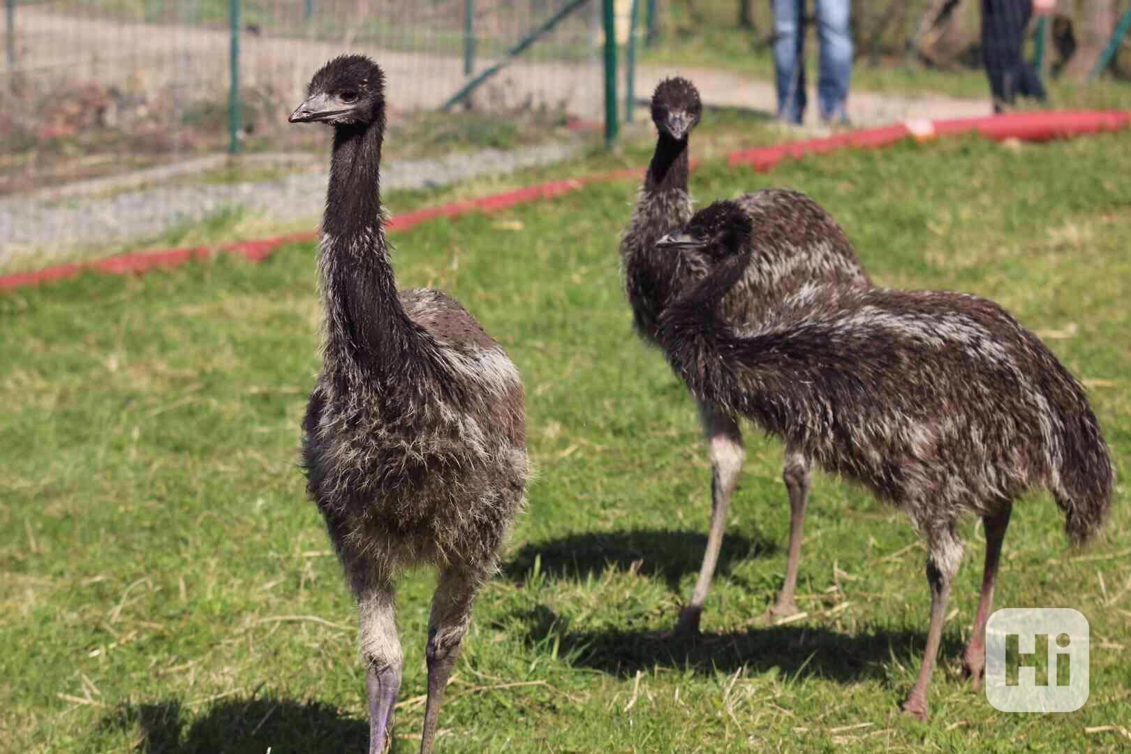 Emu hnědý - samec - bazar - Hyperinzerce.cz