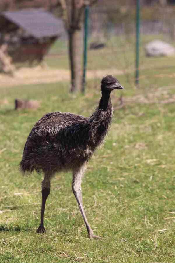 Emu hnědý - samec - bazar - Hyperinzerce.cz